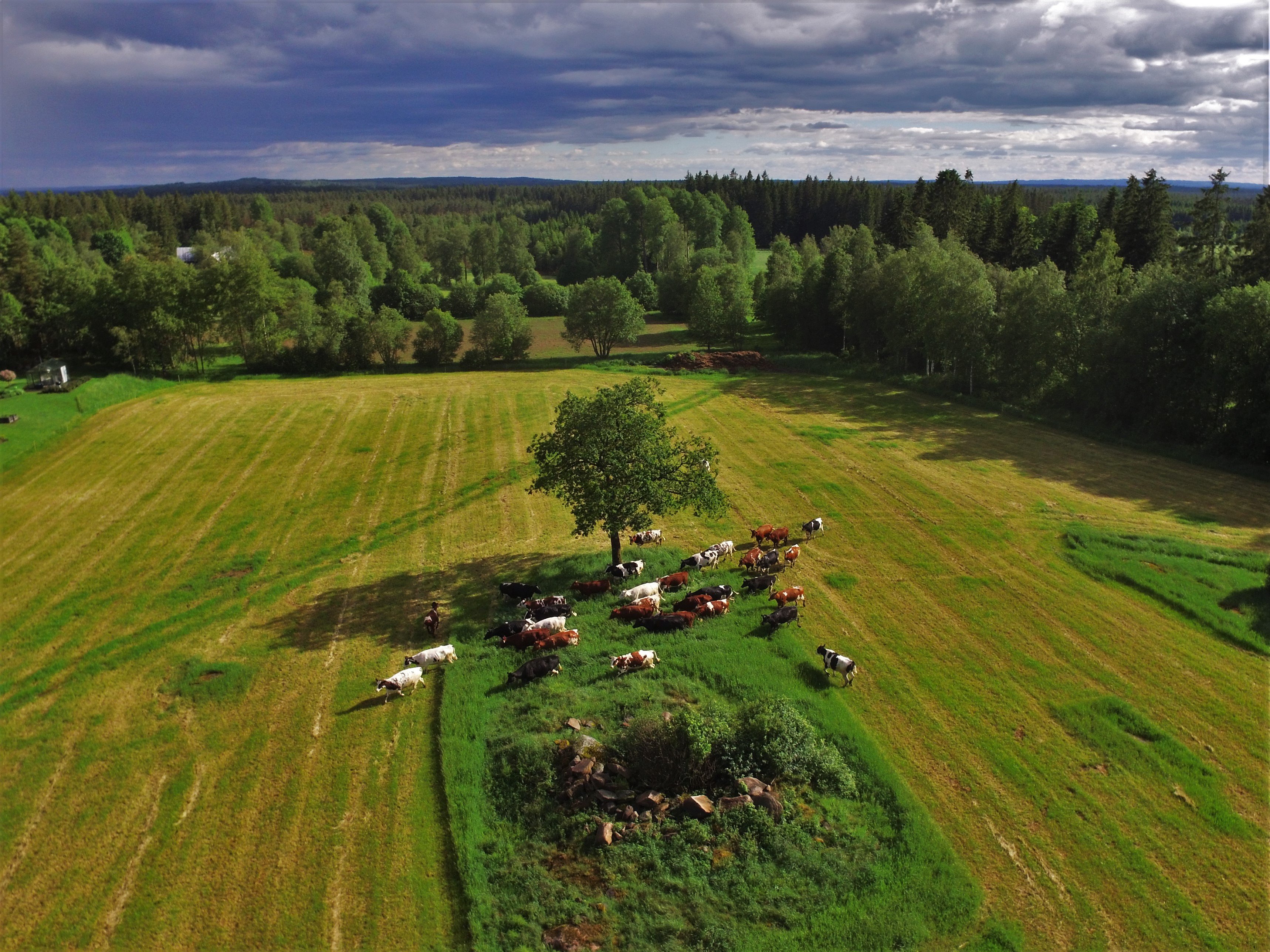 Hagshultkossorna - Smakriket