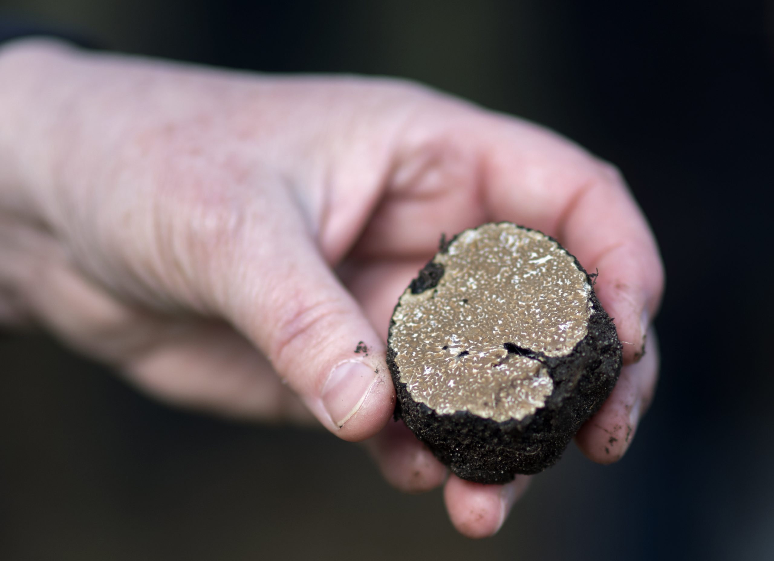 Äntligen säsong för den gotländska tryffeln! - Smakriket